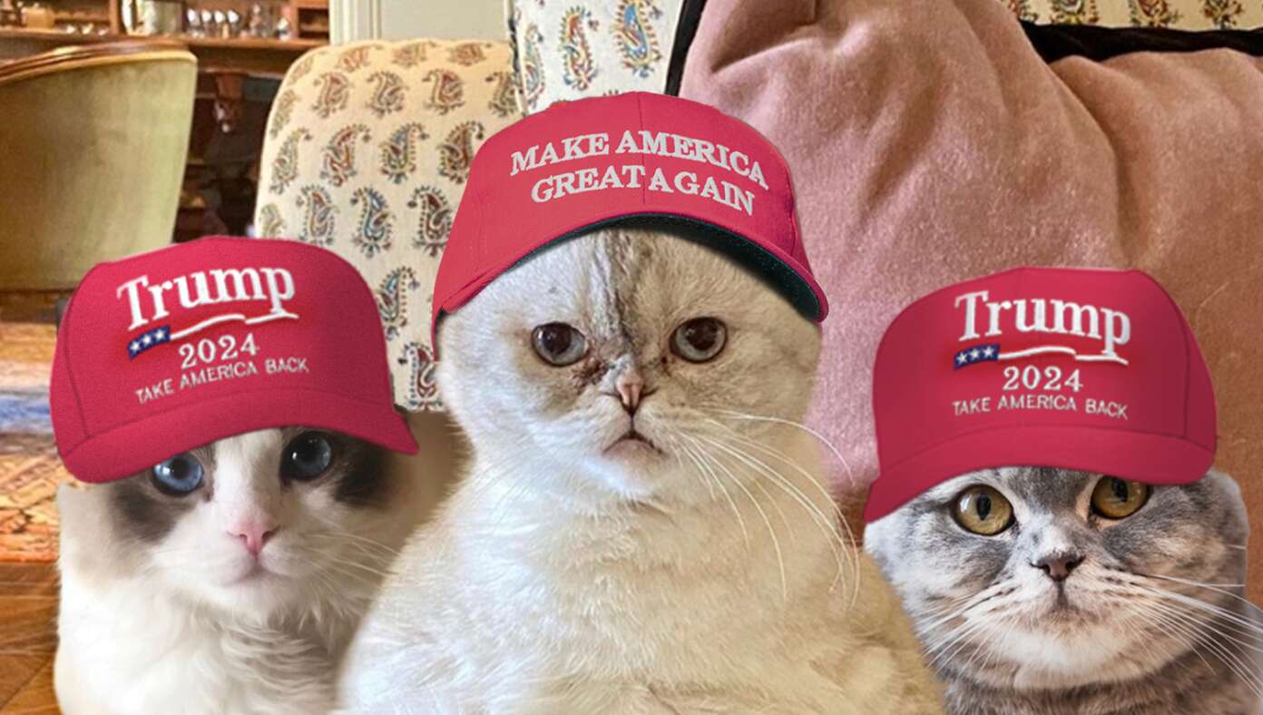 Taylor Swift’s Cats Endorse Trump | The Wentworth Report